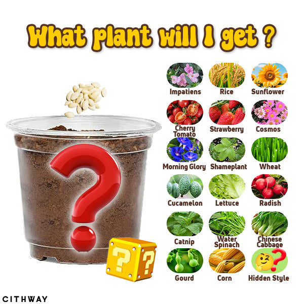 Cithway™ Mysterious Plant Blind Box Set – Desihope